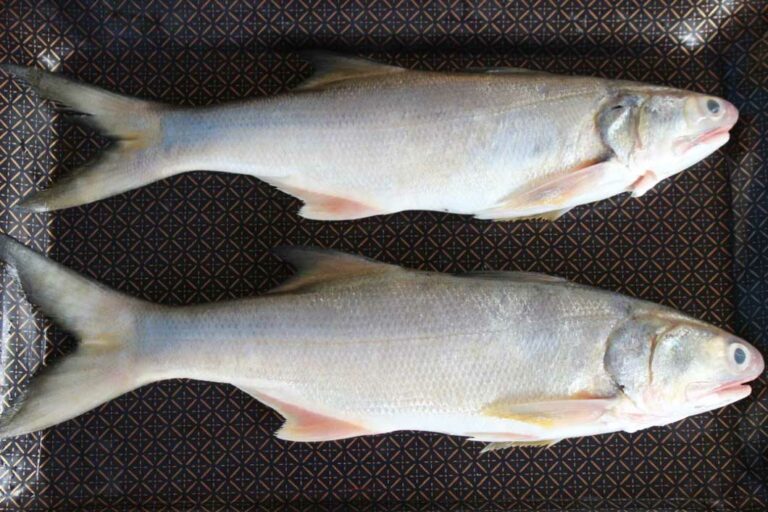 Salmon Fish In Tamil 