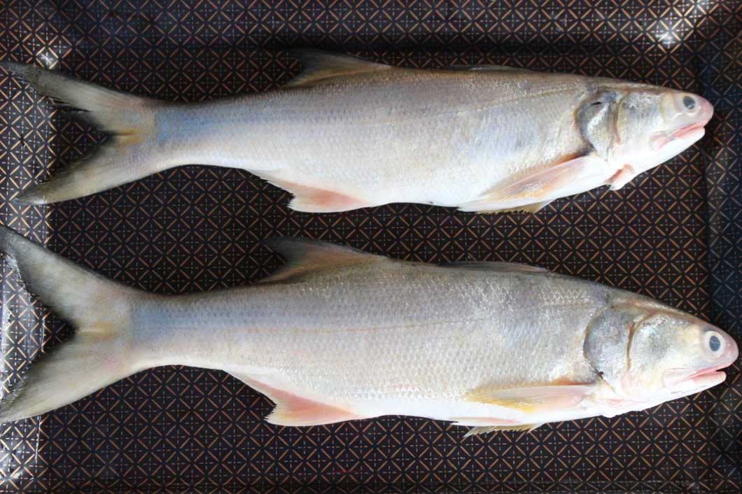Salmon fish in Tamil | சால்மன் மீன் பயன்கள் Salmon fish in Tamil | சால்மன் மீன் பயன்கள்