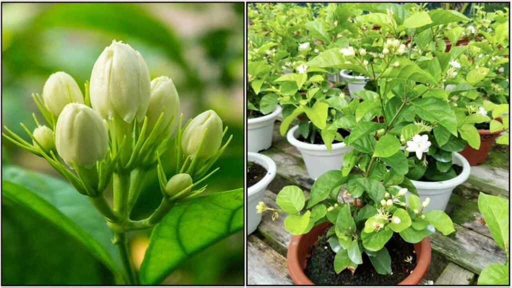 மல்லிகை செடி உரம் | Malli poo chedi uram in Tamil