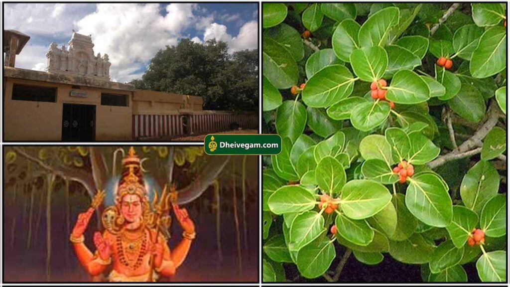 பரக்கலக்கோட்டை சிவன் கோவில் வரலாறு | Parakkalakottai temple history in ...