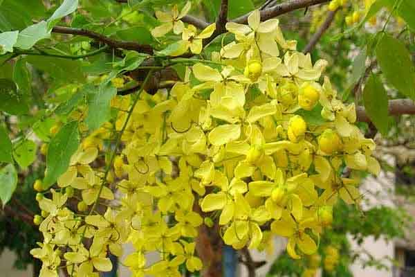 உடல் எடை குறைய ஆயுர்வேதம் | Ayurveda weight loss tips in Tamil