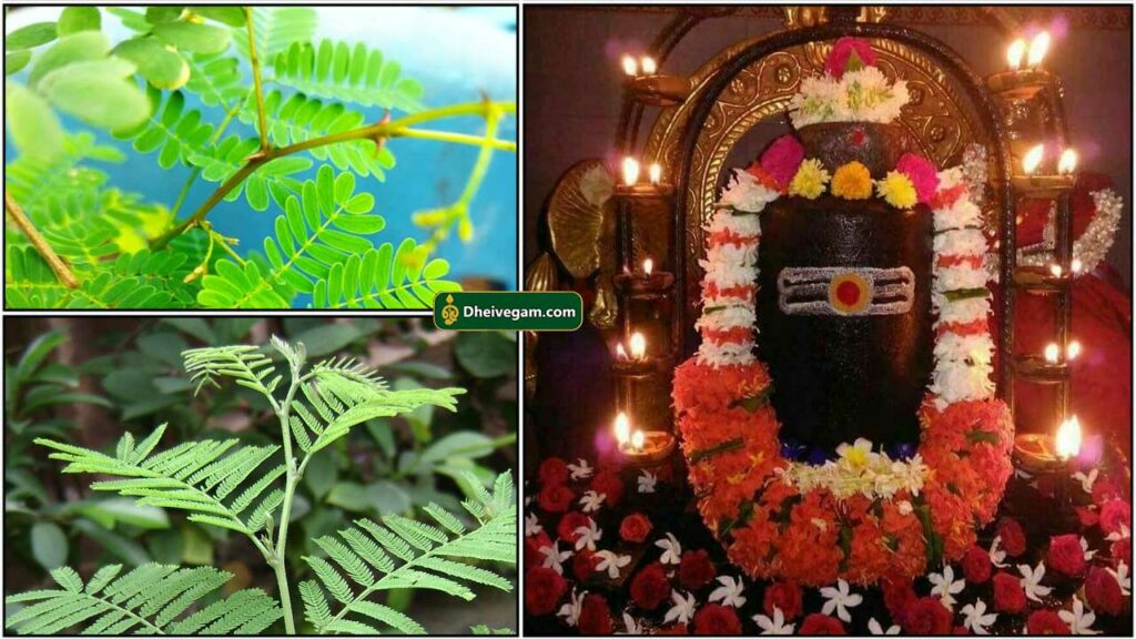 வன்னி மரம் இலை அர்ச்சனை | Vanni maram ilai vazhipadu