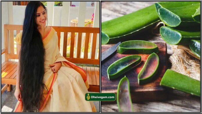 தலைமுடி ஆரோக்கியத்தை பேணிக்காக்கும் கற்றாழை எண்ணெய் | Thalai mudi ...