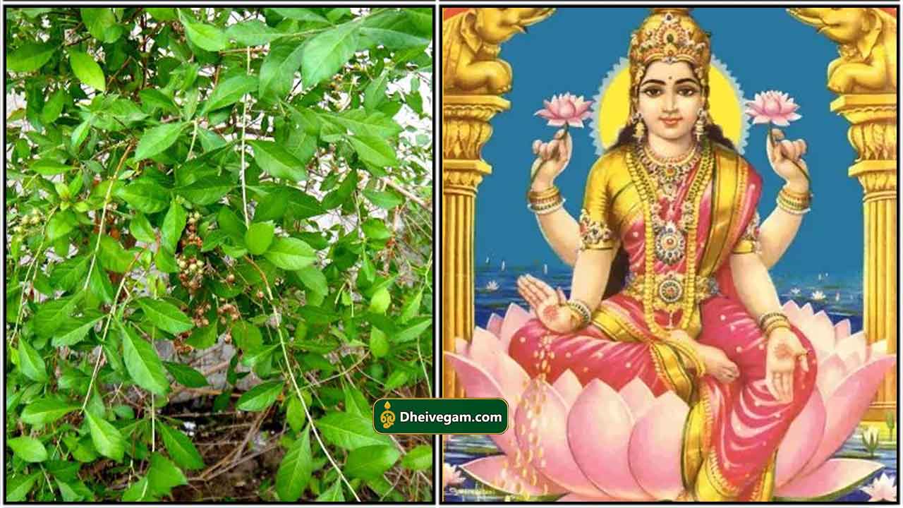 மருதாணி செடி வீட்டில் இருந்தால் இதை செய்யாதீர்கள் | Maruthani chedi ...