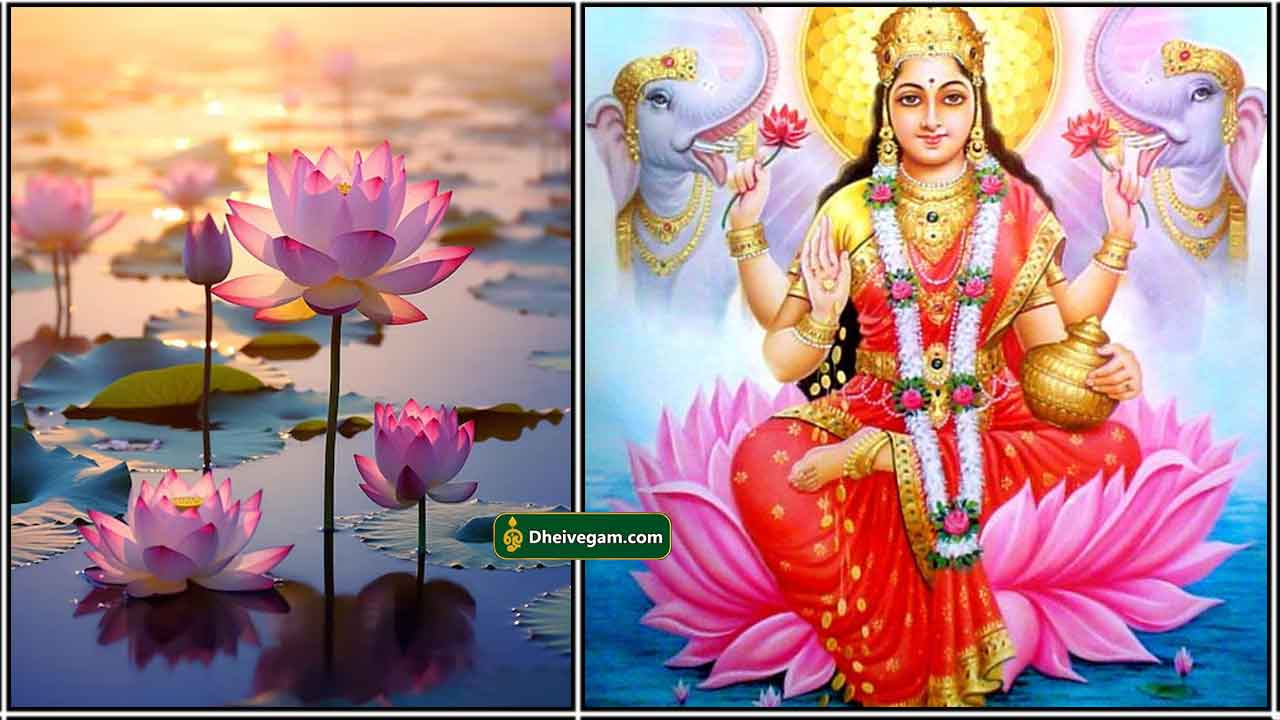 கேட்ட வரம் தரும் தாமரை பூ | Ketta varam tharum thamarai poo