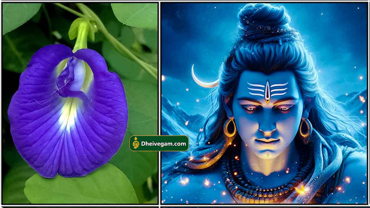 வரம் தரும் சங்கு பூ | Varam tharum sangu poo