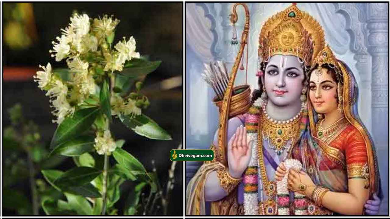 அதிர்ஷ்டம் வர மருதாணி பூ | Athirstam vara maruthani poo