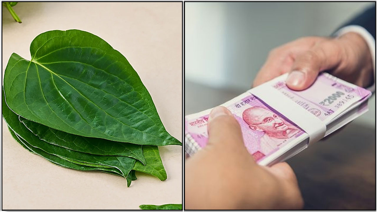 கொடுத்த பணம் திரும்ப கிடைக்க வெற்றிலை பரிகாரம் | kodutha panam thirumba ...