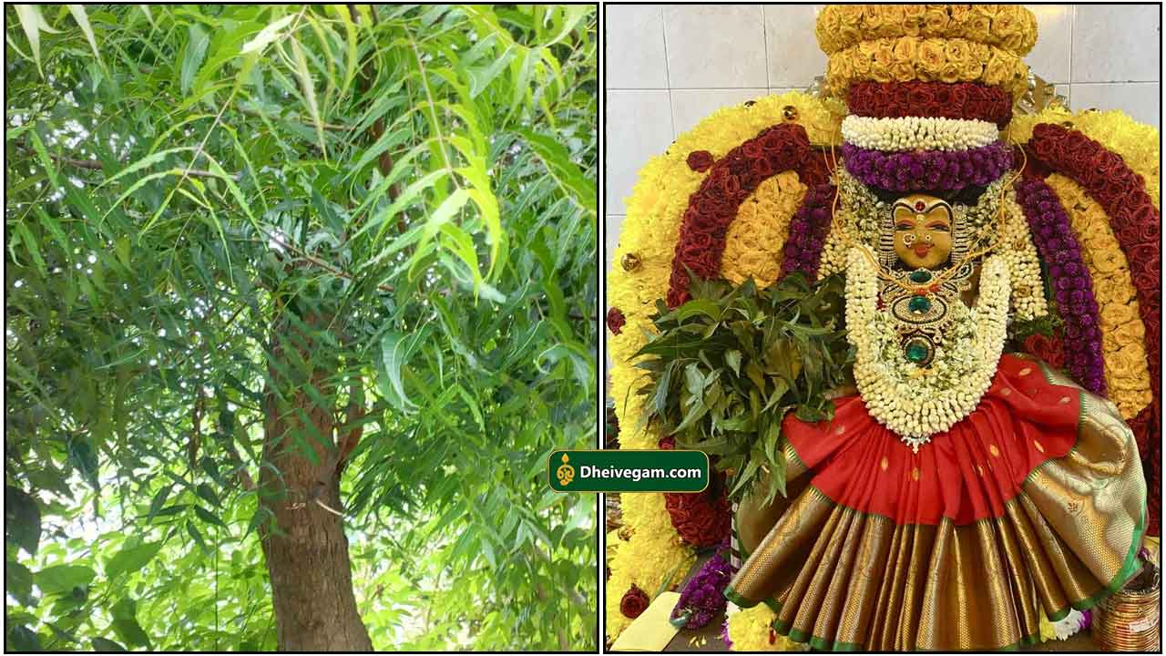 வேப்ப மரத்தை வெட்டக்கூடாது ஏன்? | Veppa marathai vettakudathu yen?